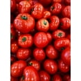 Floradade Tomato/ Annual/ Full Sun/ 2500 Seeds 1/4 oz/ Zellajake Farm ...