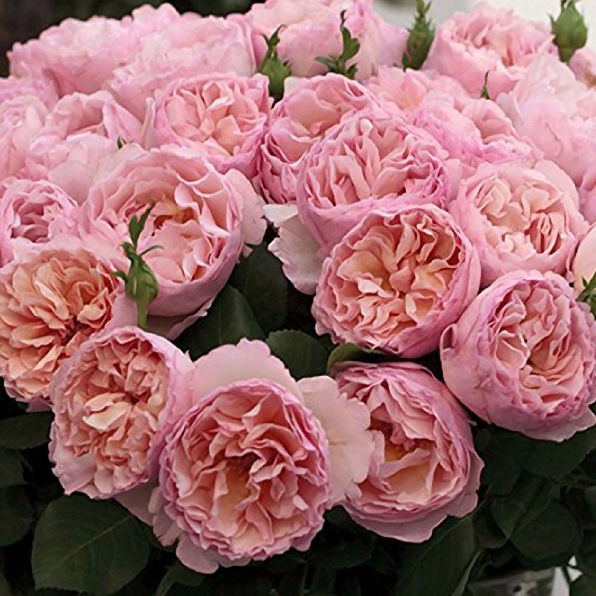 Click here for Stargazer Perennials Princesse Charlene De Monaco... prices