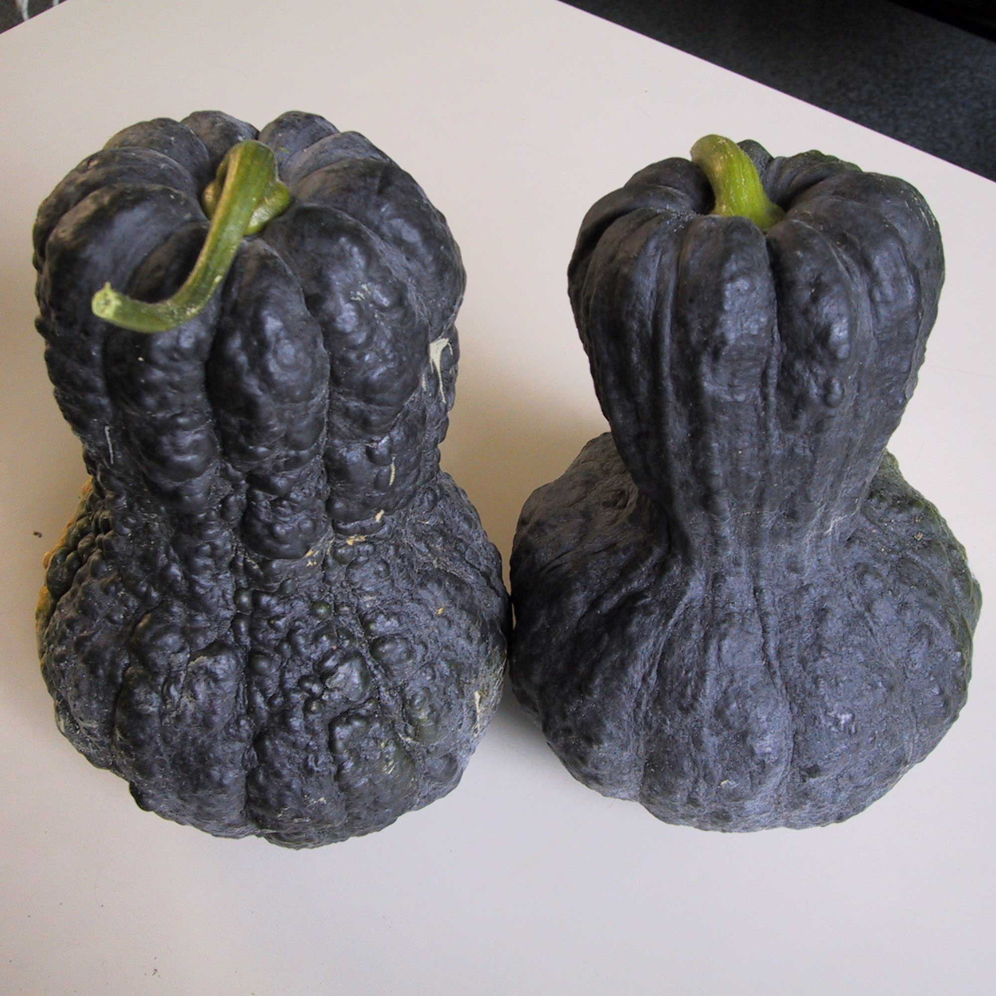 Squash Seeds - Japanese, Winter - Shishigatani - 1 Oz ~156 Seeds - Non ...