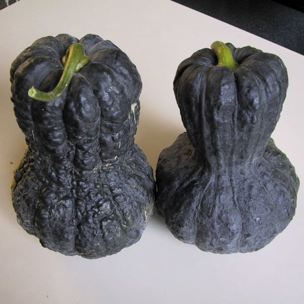 Squash Seeds - Japanese, Winter - Shishigatani - 1 Oz ~156 Seeds - Non ...