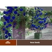 PEMDASGARDEN 30 Rare Blue Climbing Rose Bush Seeds, 3-4 Feet, Hardy ...