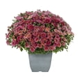 (2 pack) Expert Gardener 1Gal Purple Garden Chrysanthemum Plant ...