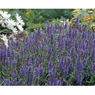 LIVE East Friesland Salvia - Meadow Sage, DWARF Deep Blue, Quart Pot ...