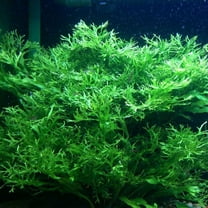 Java Moss Vesicularia Dubyana Live Freshwater Aquatic Aquarium Plants ...