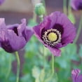 Burpee Hungarian Blue Poppy Flower Seed, 1-Pack - Walmart.com