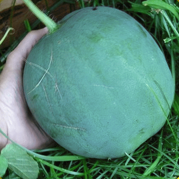 Everwilde Farms - 40 Black Diamond Watermelon Seeds - Gold Vault Jumbo ...