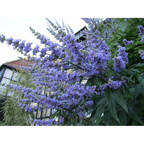 25 CHASTE BERRY TREE Vitex Agnus Castus Monk's Pepper Purple Fragrant ...