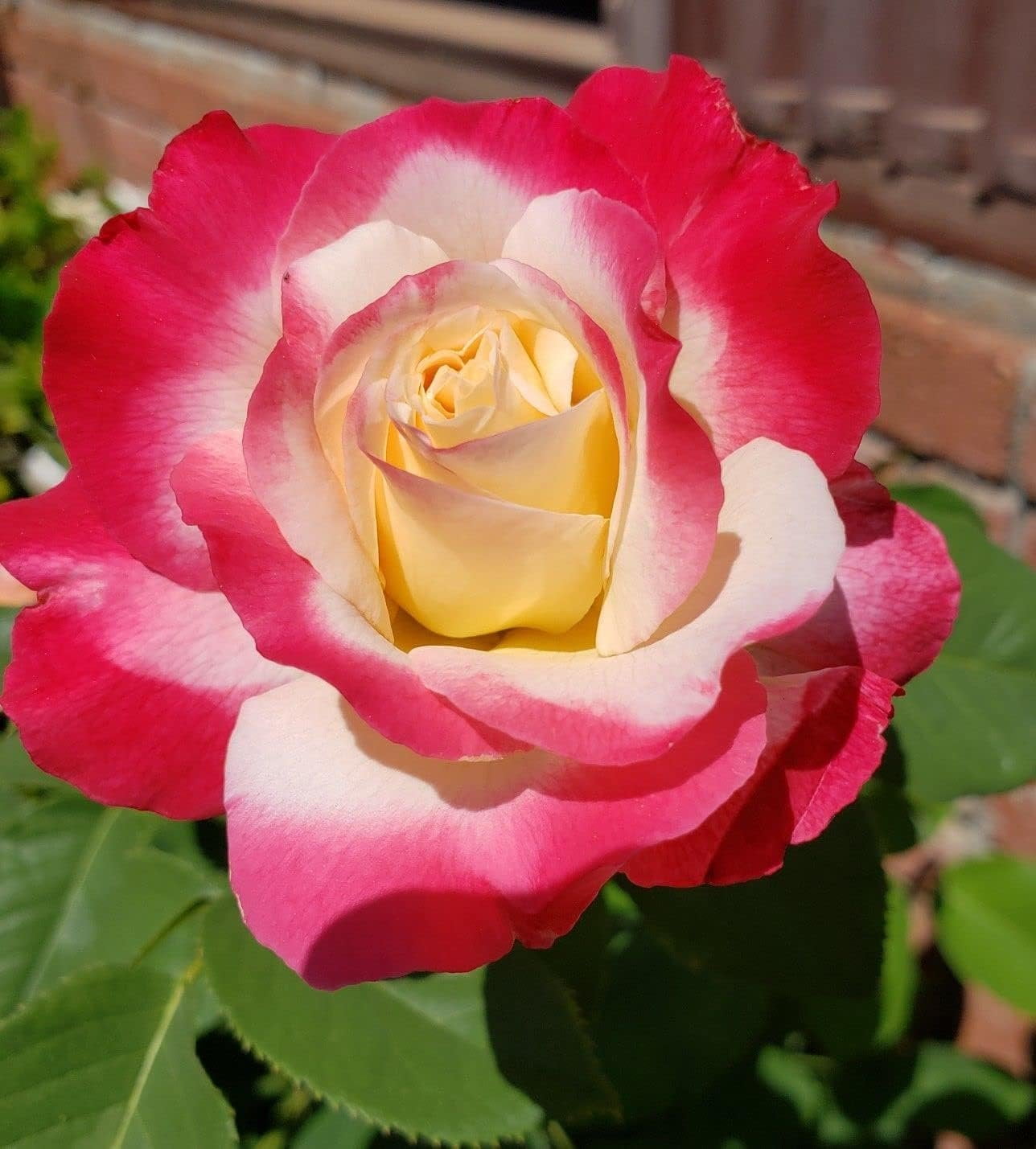 Double Delight Rose
