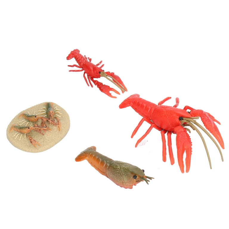 Crayfish Life Cycle For Kids