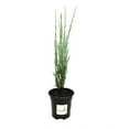 Juniper Scopulorum, Skyrocket Evergreen Tree, 4 Inch Pot - Walmart.com