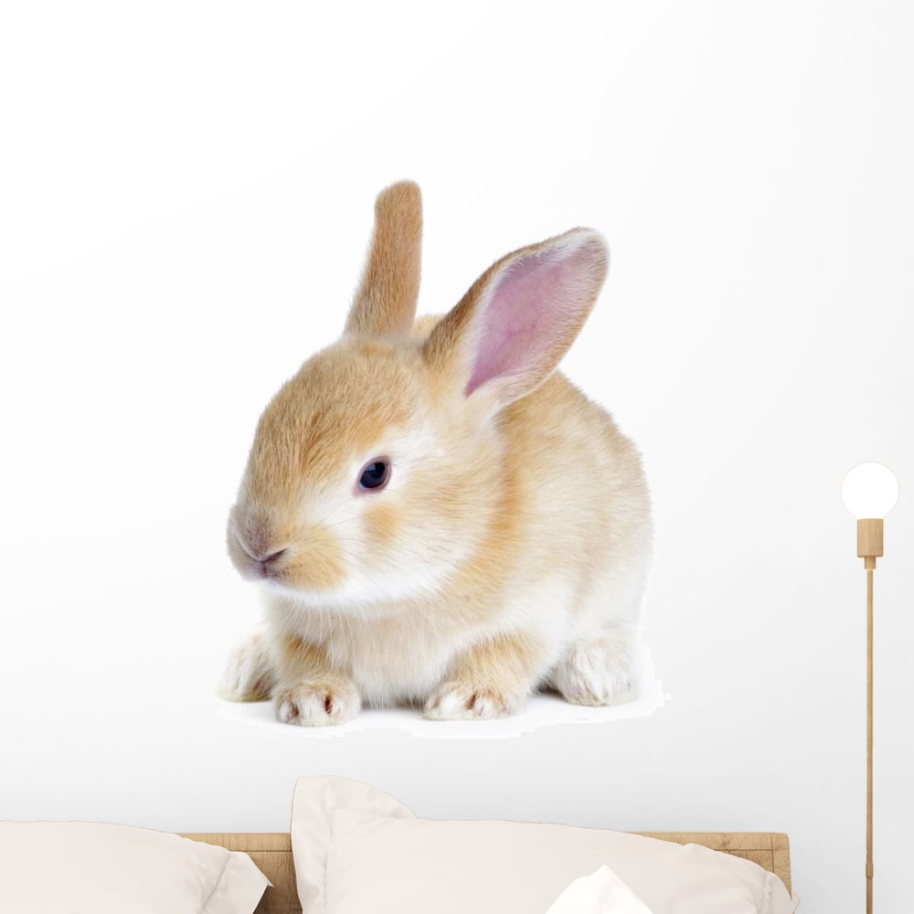 Red Rabbit Wall Decal by Wallmonkeys Peel and Stick Graphic (24 in W x ...