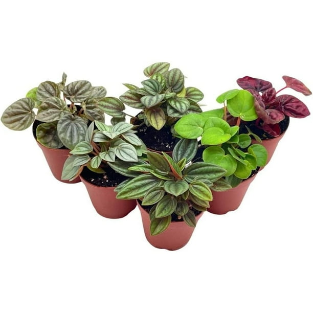 Silver Peperomia