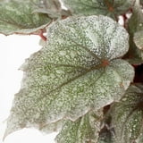 6 in. Begonia Rex Dino Shadow King Live Houseplant with Bright Indirect ...