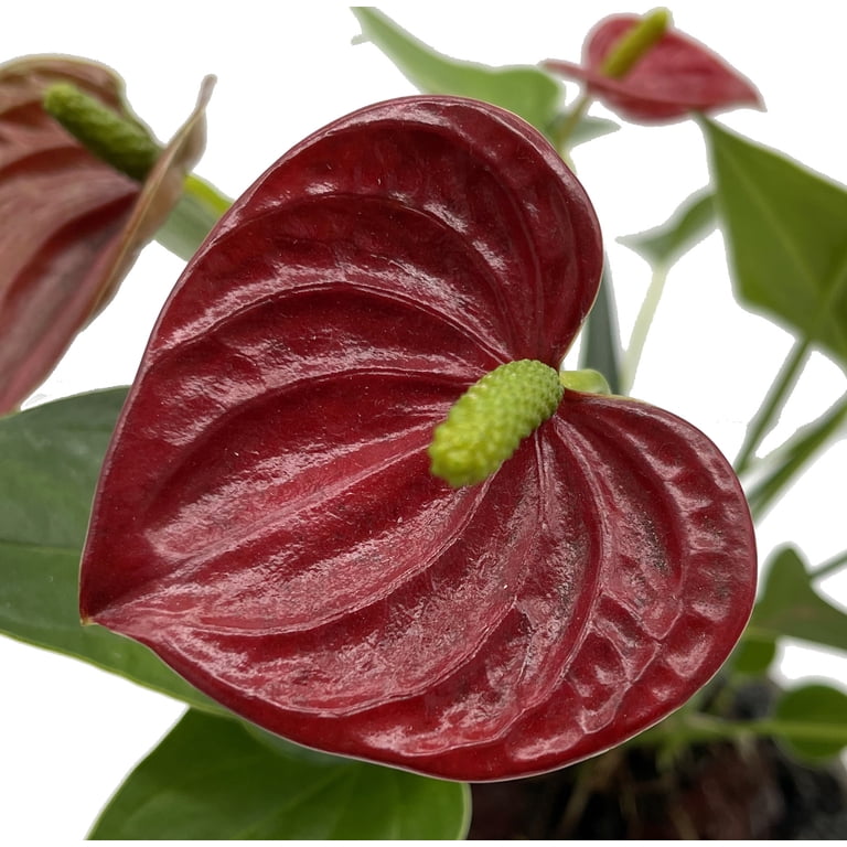 Volcano Plants Anthurium