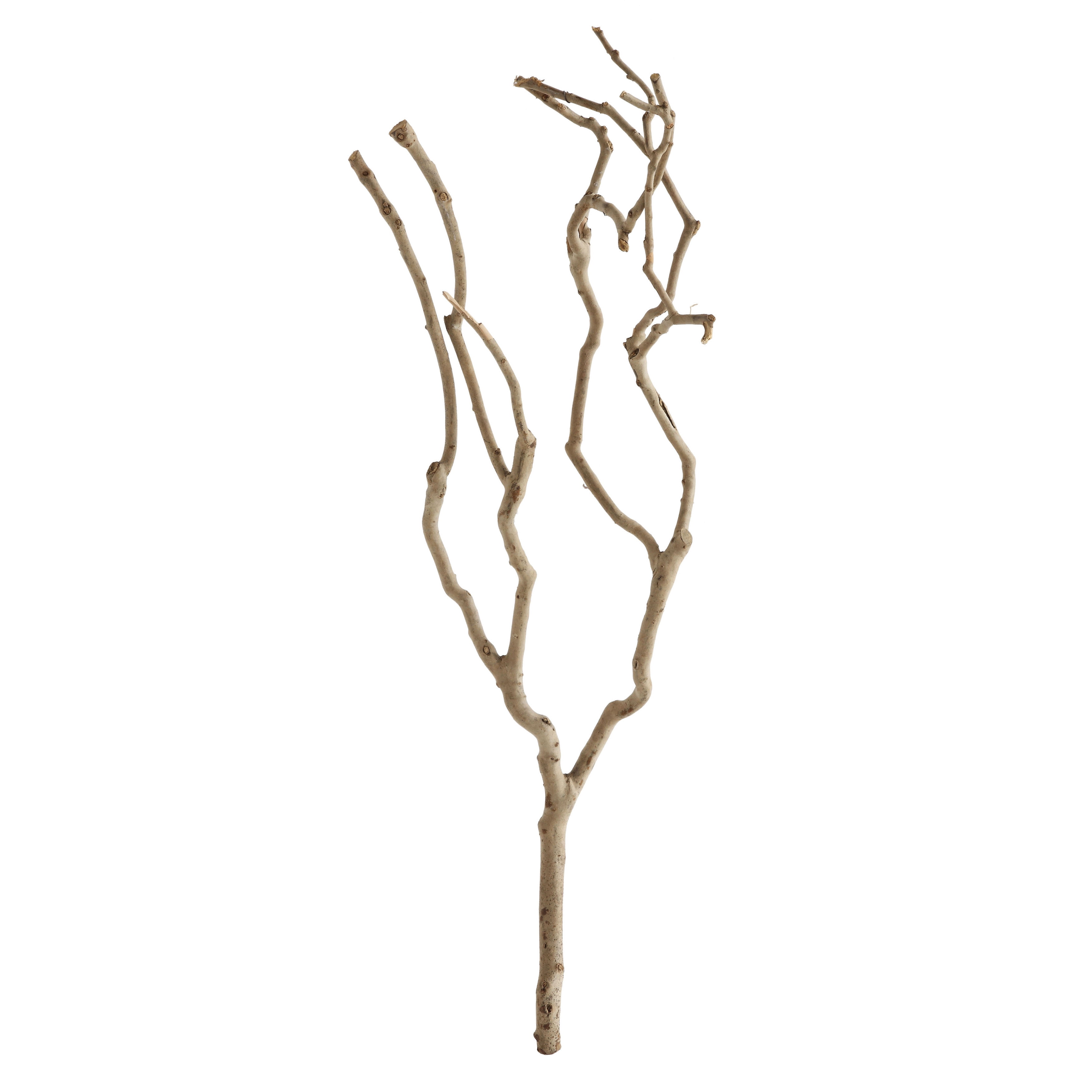 Creative Co-Op 27" Natural Tea Tree Branch Decoration (Each one will ...