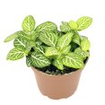 Jolly Lemon Yellow and Green Nerve Plant Fittonia Live Plants in 2.5 ...
