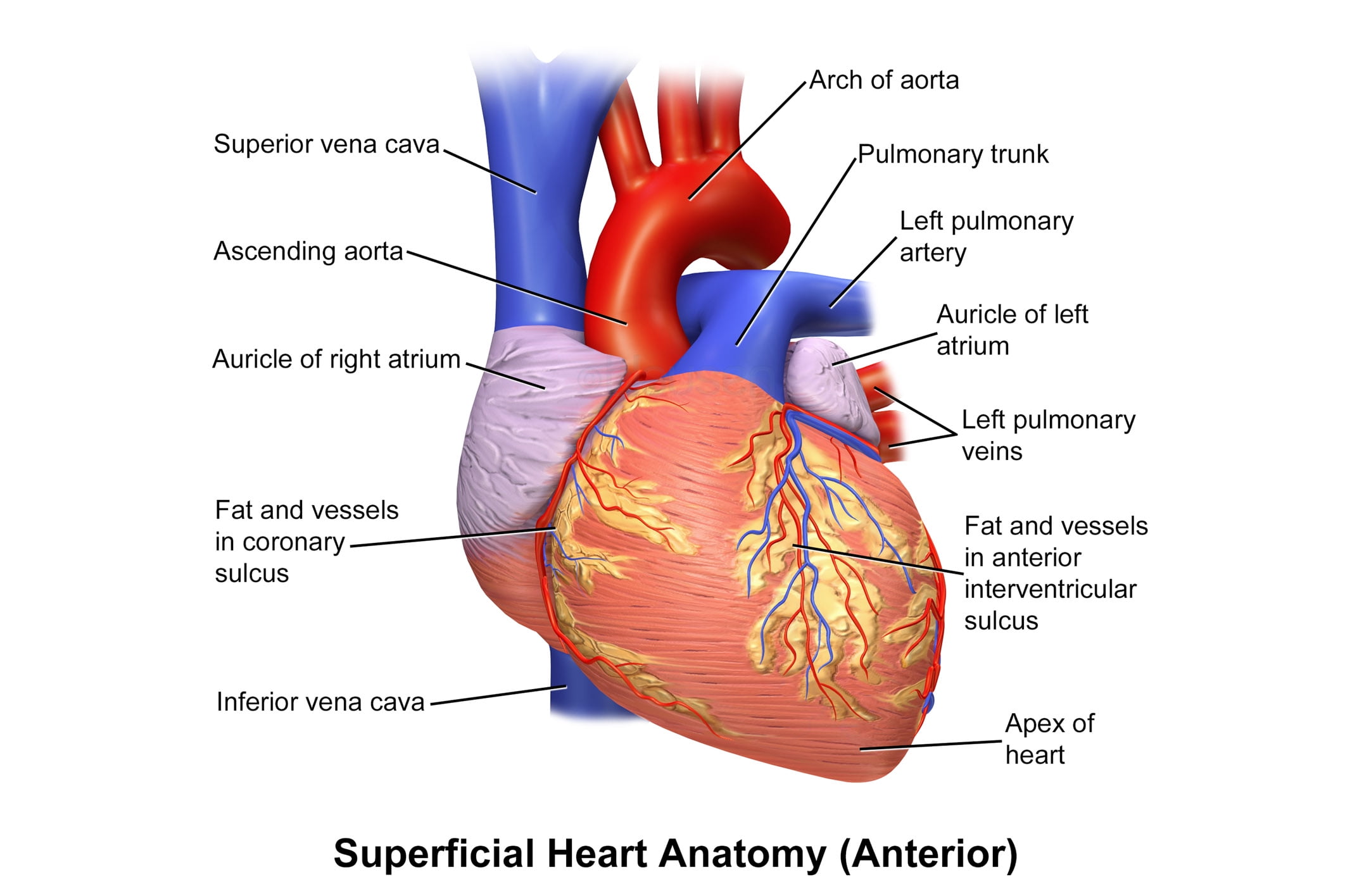 24x36 gallery poster, human heart viewed from the front - Walmart.com