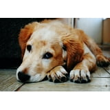 Pomada Bamitol Bayer 200 Gramos Bayer Grande | Walmart en línea