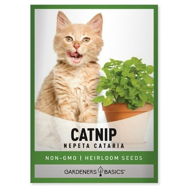 Catnip, Cat Nip Plant Seeds - 100 Count Seed Pack - A Common herb That ...