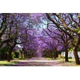 25 BLUE JACARANDA TREE ( Fern Tree / Brazilian Rose Wood / Green Ebony ...