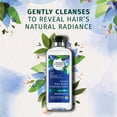 Herbal Essences Bio:Renew Blue Ginger Shampoo, Refresh & Volumize, 13.5 ...