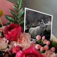 3drose, Dall Sheep, Dall Ram, Wildlife, Denali, Alaska Usa- Us02 ...