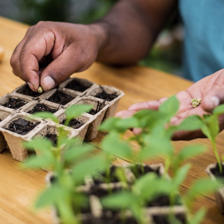 One Plant Seed