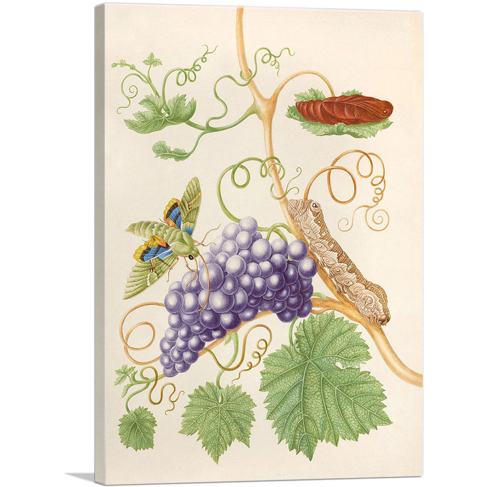 ARTCANVAS Grape Vine With Gaudy Sphinx Moth 1702 Canvas Art Print by ...