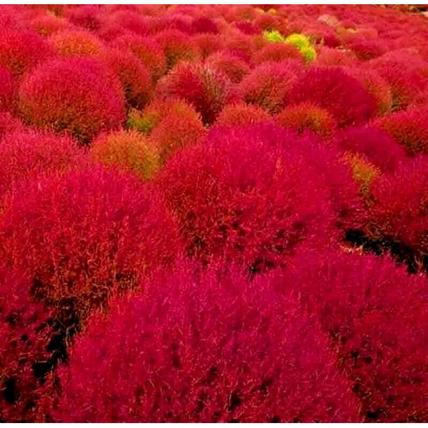 20 RARE BURNING BUSH SEEDS COLD HARDY COLOR GRASS PLANT - Walmart.com