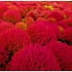 20 RARE BURNING BUSH SEEDS COLD HARDY COLOR GRASS PLANT - Walmart.com