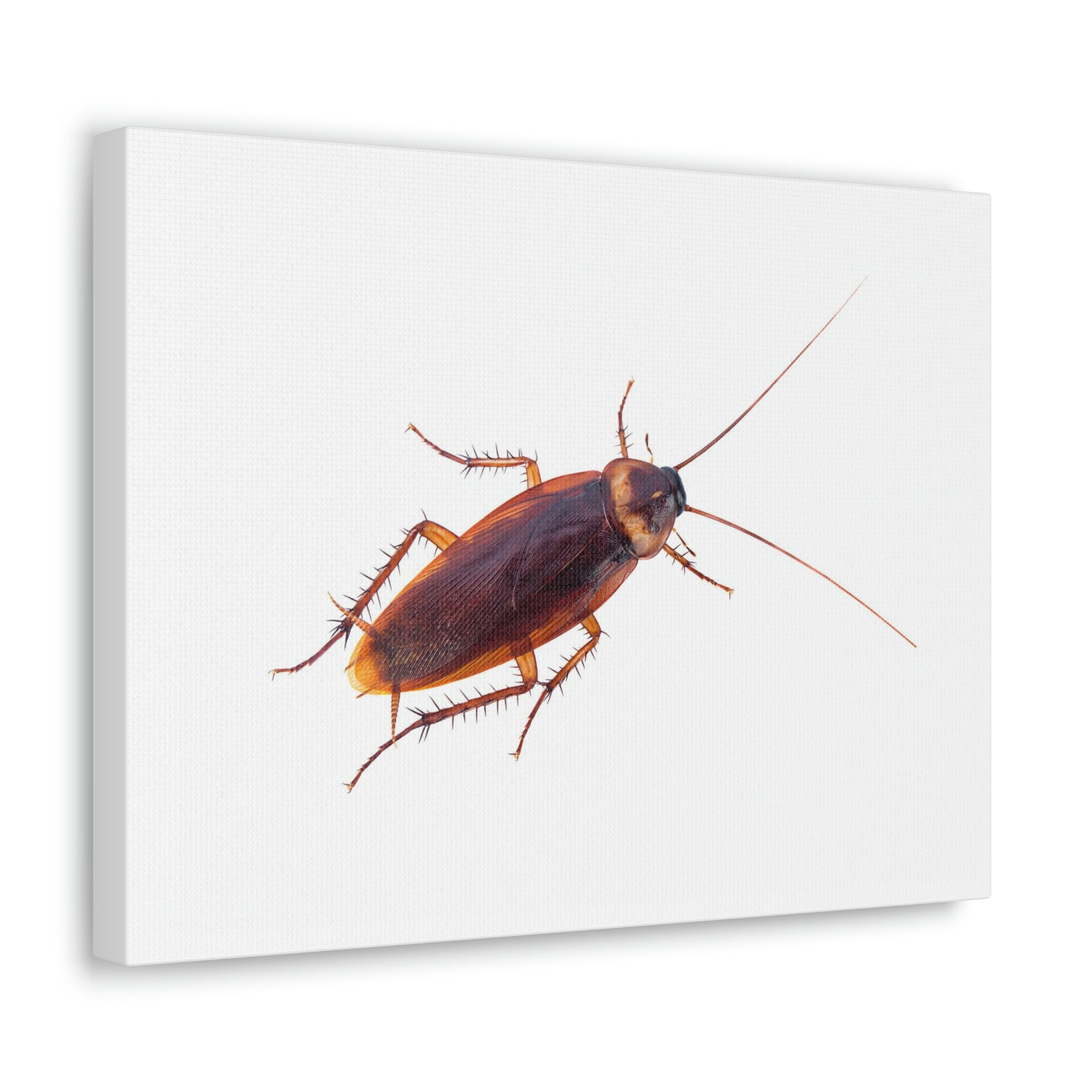 Cockroach Art