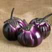 50 Barbarella Eggplant Seeds for Planting Non-GMO Exotic Eggplant ...