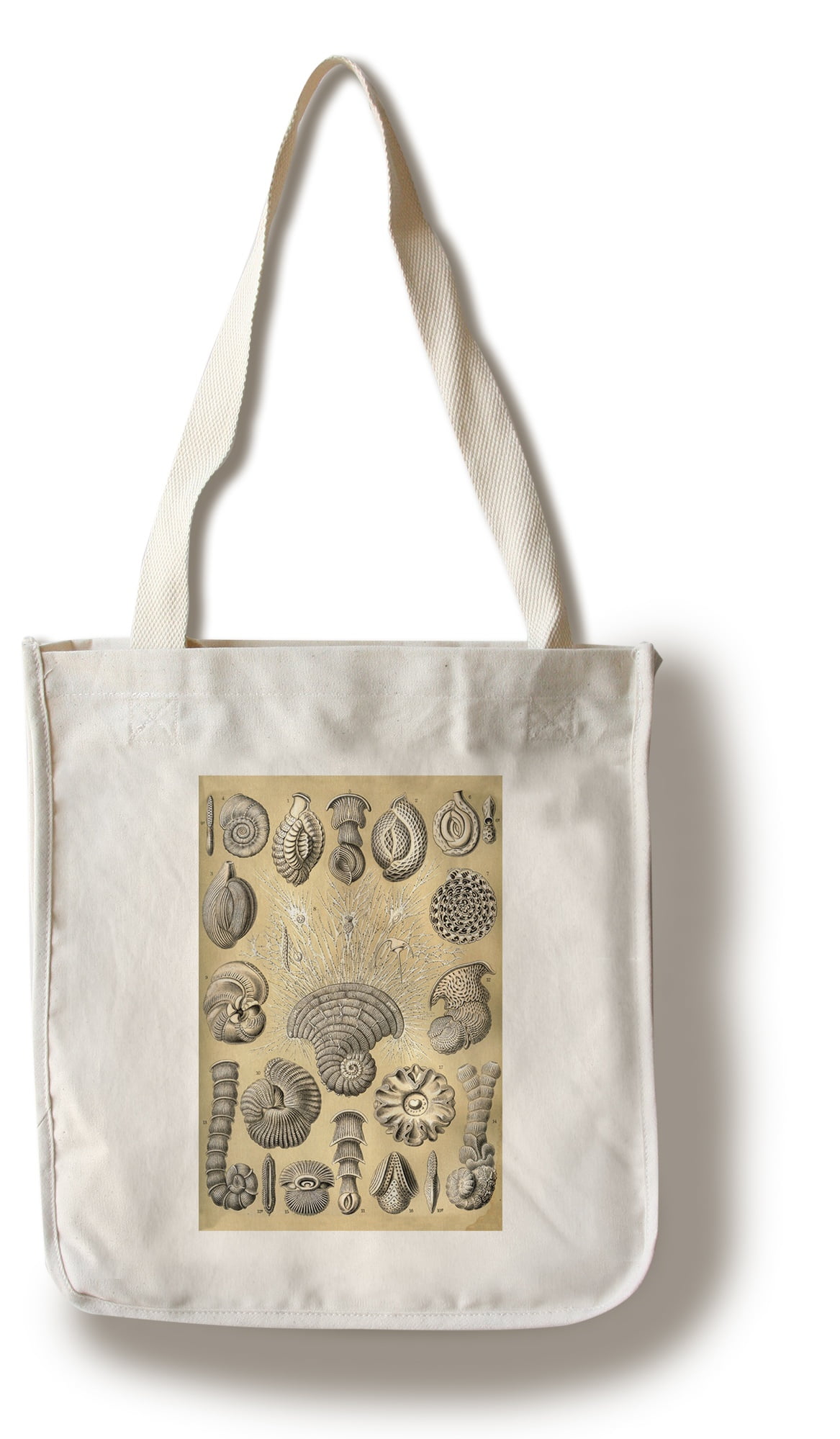 Art Forms of Nature - Thalamophora - Ernst Haeckel Artwork (100% Cotton ...