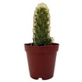 Lady Fingers Cactus - Mammillaria Elongata - 2 Pack in 2" Pots ...