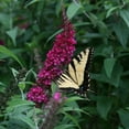 First Editions Buddleia Funky Fuchsia Live Shrub in 2-Gallon Grower Pot ...