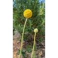Plant Good Seed Craspedia Flower Seed Yellow Perennial Drumstick Flower ...