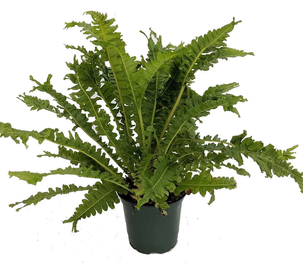 Brazilian Tree Fern - Blechum brasiliense - Exotic - Dwarf - 6" Pot ...