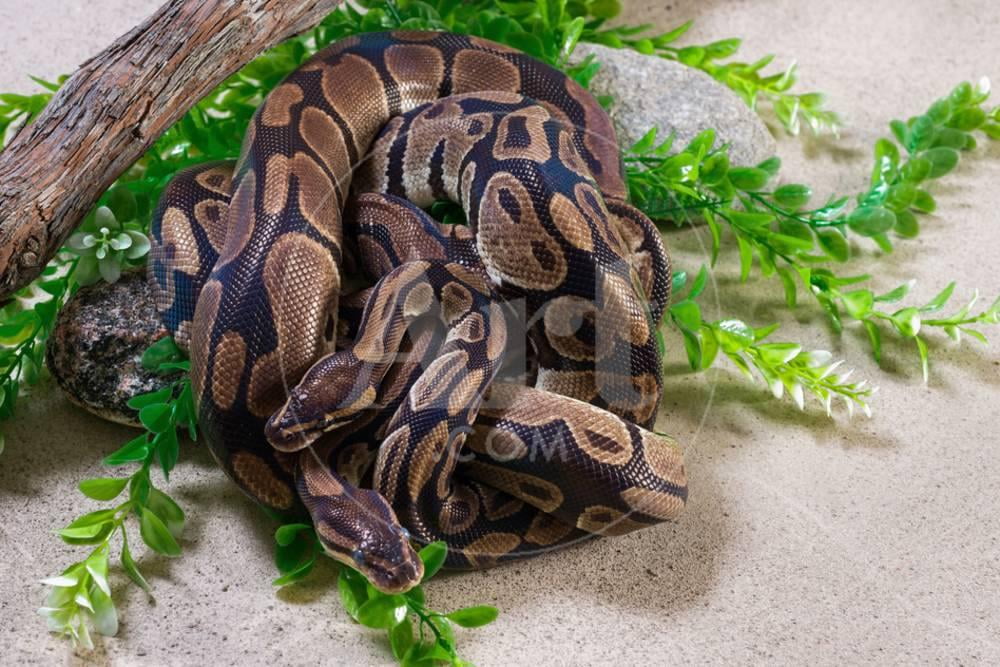 Two Burmese pythons Python bivittatus in zoo, Animals Unframed ...