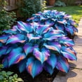 Premium Perennial Hosta - Hosta Bulbs - Fast Growing - Suitable for ...