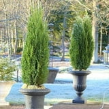 Spartan Juniper 10 Live Trees Juniperus Chinensis Evergreen Privacy ...