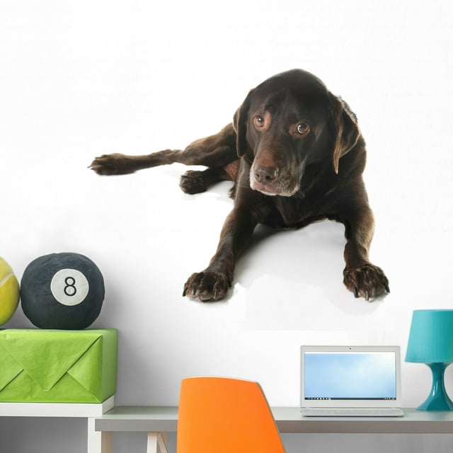 Labrador Wall Mural by Wallmonkeys Peel and Stick Graphic (36 in W x 28 ...