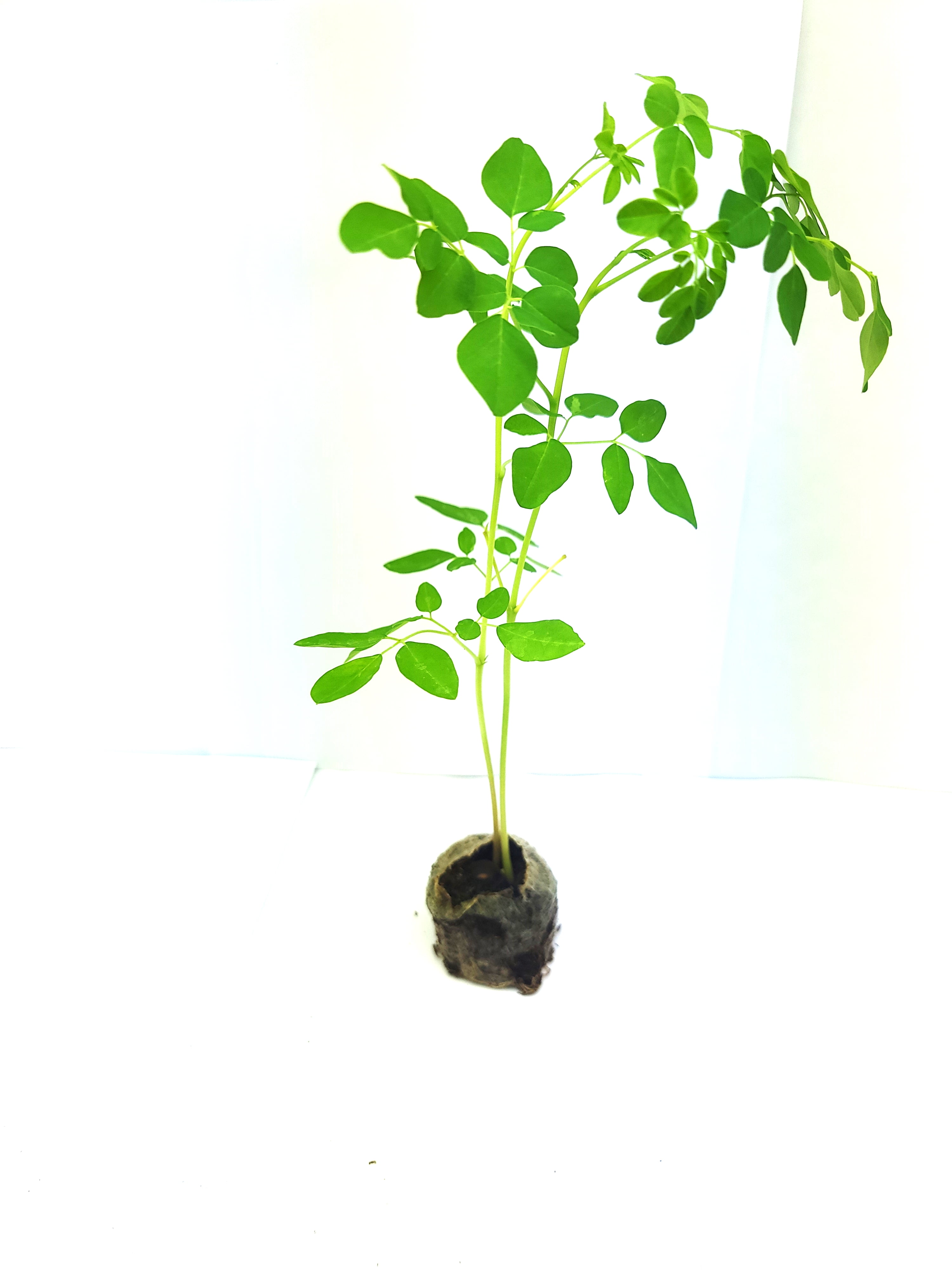 Moringa Plant 1 Live Moringa Seedling Organic Partial to Full Sun ...