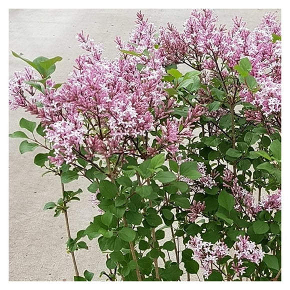 Lilac Shrub