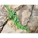 1000 DICHONDRA Repens aka Lawn Leaf Flower Evergreen Ground Cover Seeds ...