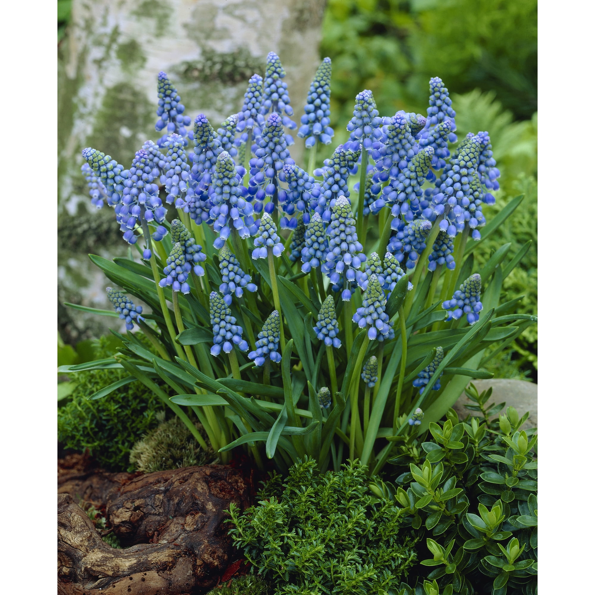 Click here for Tasc Muscari Armeniacum prices