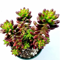 Sedum Clavatum #A Succulent Live Plant 2 Inch for Indoor Outdoor Home ...