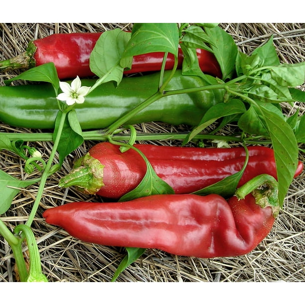 NuMex Big Jim Chili Pepper Plant - 4" Pot - Large New Mexico Variety ...