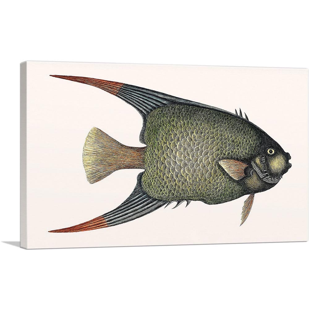 ARTCANVAS Vintage Illustration Of Angel Fish Canvas Art Print by Mark ...