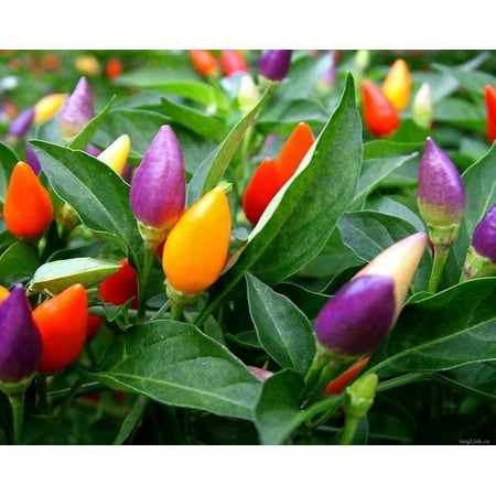 GL s Ornamental Pepper Mix Masquerade Hot Vegetable for Planting ...