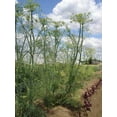 1500 DUKAT DILL Anethum Graveolens Sweet Heirloom European Herb ...